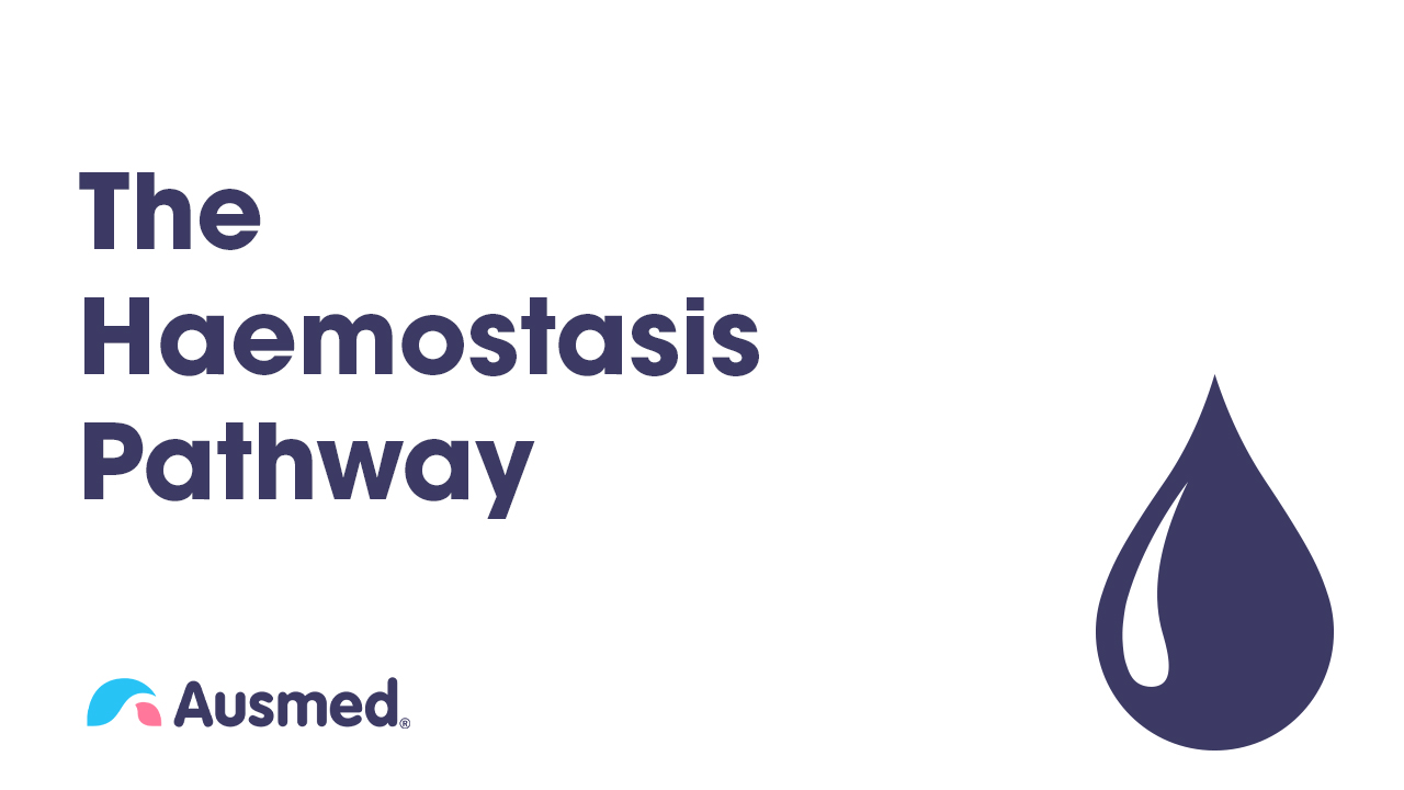 The Haemostasis Pathway | Ausmed Explainer